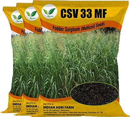 IAgriFarm CSV 33 MF Fodder Sorghum Seed - 3 Kg - MultiCut For Fodder Cultivation Seed Price in ...