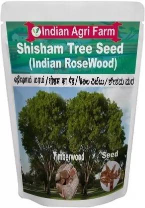IAgriFarm Shisham plant/Dalbergia sisoo/Indian Rosewood/Sheesham plant ...
