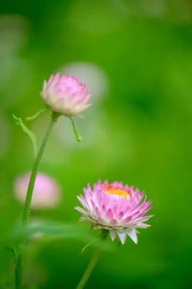 Aro Helichrysum Seed Price in India - Buy Aro Helichrysum Seed online ...