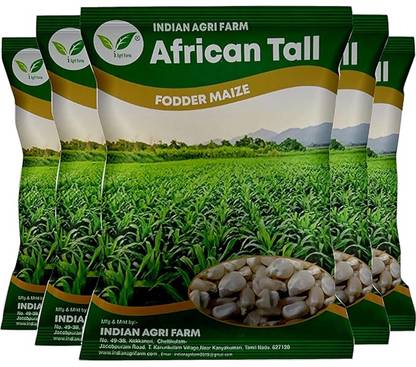 IAgriFarm African Tall Fodder Maize / Makka (Zea Mays) - 5 Kg for ...