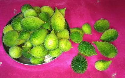 WILLVINE Spiny Gourd Seeds/Kantola (कंटोला) ककोड़ा[10 Gms, 50 Seeds ...