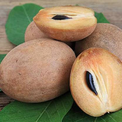 PMA Chalisa Chikoo, Sapota, Sapodilla, Naseberry Seed, Sobeda Hybird ...