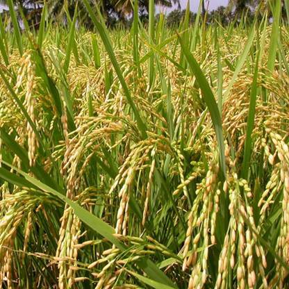 PMA Pusa Basmati Rice Seed, Pure Basmati Rice for Farming & Agricalture ...