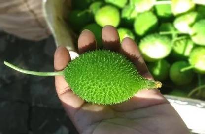 VibeX Summer Vegetable Spiny Gourd /Kantola[500 Gms, 2500 Seeds] Seed ...