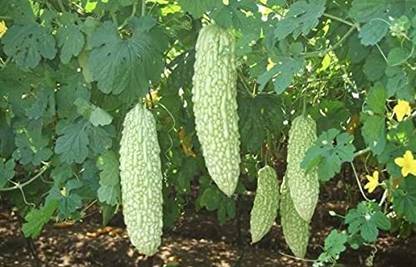 Lorvox Vegetable seed -Bitter Gourd - Karela Seeds F1 Hybrid Seed Price ...