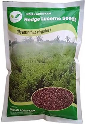 IAgriFarm Hedge Lucerne Seed Pack of - 3 Kg - Velimasal / Desmanthus Fodder Seed Price in India ...