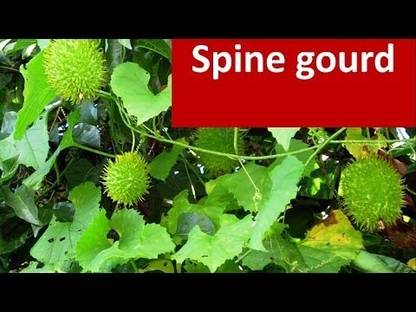 VibeX Hybrid Spiny Gourd /Kantola[10 Gms, 50 Seeds] Seed Price in India ...