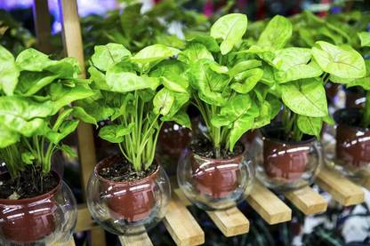 Aywal palakura, Malabar spinach, ceylon spinach, bachai kura, Palak ...