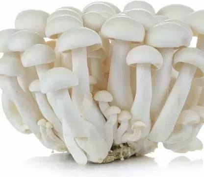 MAA Mushroom Seed Price in India - Buy MAA Mushroom Seed online at ...