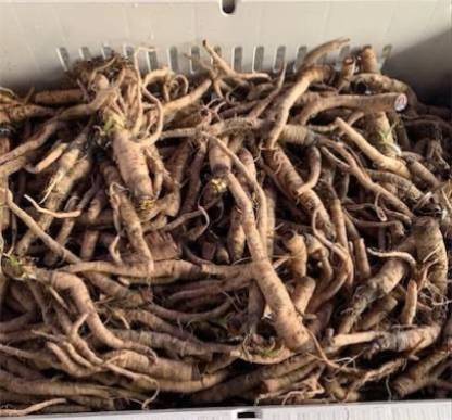 Arshiayat Kantola Plant Roots, Kantola Root live Spiny Gourd 5 Seed ...