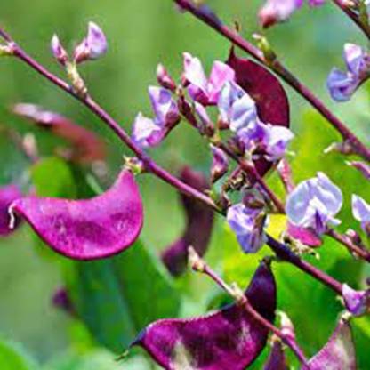 Southside Naturals Purple Coloured Hyacinth Beans, Lablab Beans Plant ...