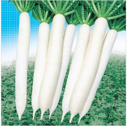 Mooli F1 hybrid radish vegetable seeds highest yield Verity fruit size ...