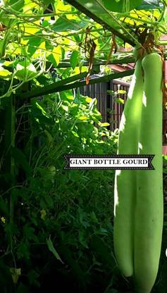 WILLVINE Giant Hybrid Long Bottle Gourd-(200 Gms, 1000 Seeds) Seed ...