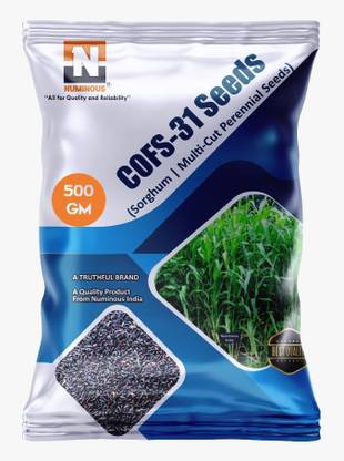 Numinous CoFs-31, Sorghum, Jowar, Multi-cut Perennial, Fodder Grass ...