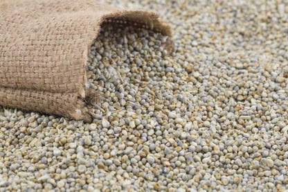 Agromate Research Fodder Bajra Multicut seeds for Animal (Pack of 1 kg ...