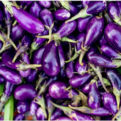PMA Mixed Brinjal Seeds, Muktakeshi-1000, Vegetable Seed, Bengan Hybird ...