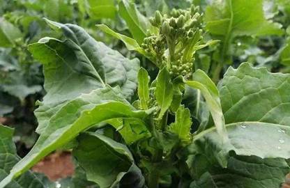 VibeX ® VMR-545 Spring Rapini, Rabe Broccoli Raab Seed Price in India ...