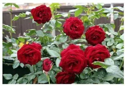 MAA Rose, Flower seeds Seed Price in India - Buy MAA Rose, Flower seeds ...