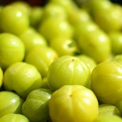 SREE Amla Seeds, Aamloki ,Gooseberry Seed, Amla Seeds For Gardening ...