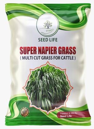 SRI SAI FORESTRY SUPER NAPIER GRASS SEED, MULTI CUT GRASS Seed Price in India - Buy SRI SAI ...
