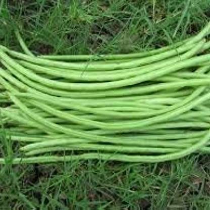 PMA Cowpea Seeds, CW18 Organic Hybird, Black-eye Pea ,Borboti Gardening ...