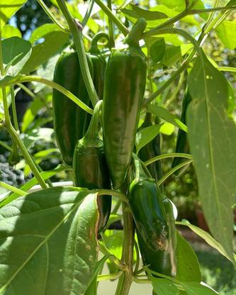 Arshiayat Bullet mirchi seed hybrid chilli Seed Price in India - Buy ...
