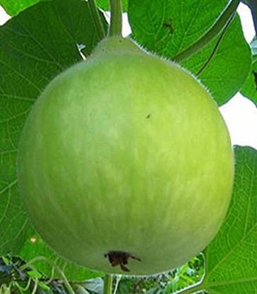 Arshiayat Bottle Gourd Bottle Guard/Round bottle Gourd Seeds/Lauki Seed ...