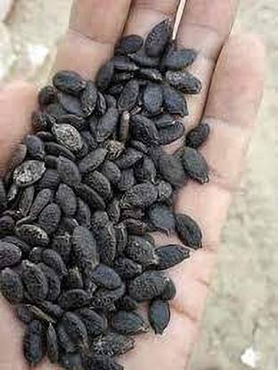 greenfarm Turai seed , tori , ridged gourd seed Seed Price in India ...