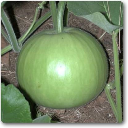 UGRA Round Bottle Gourd, Ghiya Seed Price in India - Buy UGRA Round ...