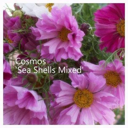 CYBEXIS Cosmos 'Sea Shells Mixed' Seeds. Sea Shells Cosmos Seed Price ...