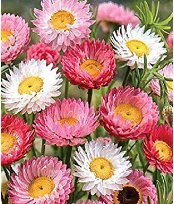 Mozette Acroclinium roseum mix Seed Price in India - Buy Mozette ...