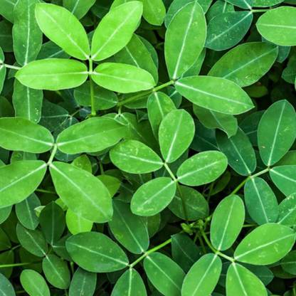 SREE Penut Vegetable Seed, Mungfali Seed. Badam Organic Seed Price in ...