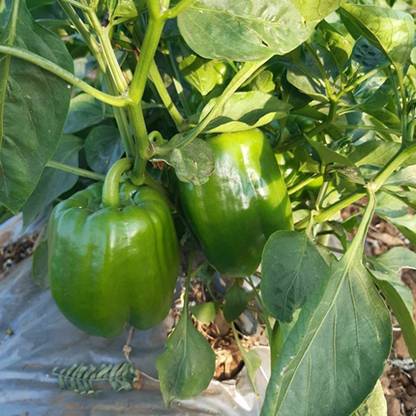 SREE Capsicum Seed, CP-1000, Shimla Mirchi Hybird Seed for Vegetable ...