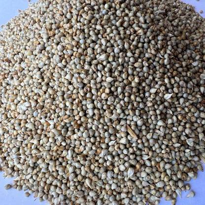 Agromate FODDER BAJRA, Pearl millet, PEARL MILLET Seed Price in India ...