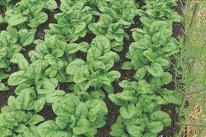 Seedsqlty Green saag seeds, high germination (700 seeds) Seed Price in ...