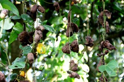 SUPRIKAM Elephant foot yam/Mete alu Seed Price in India - Buy SUPRIKAM ...