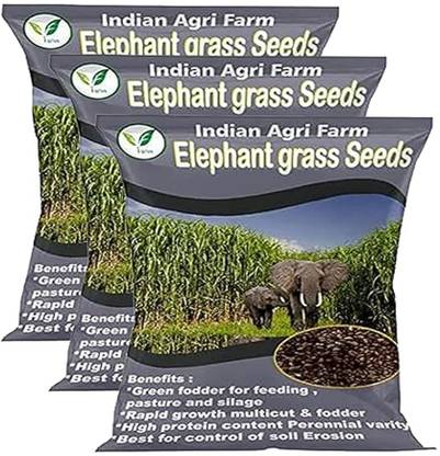 IAgriFarm Elephant Grass Seed -3 Kg Pennisetum purpureum / Napier grass seed for Goat,Cow Seed ...