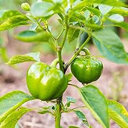 SREE Capsicum Seed, CP-1000, Shimla Mirchi Hybird Seed for Vegetable ...