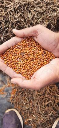 SEVA FARMS Pigeon pea (toor dal) Seed Price in India - Buy SEVA FARMS ...
