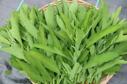 ITTUMM Bathua (Chenopodium) Seed Price in India - Buy ITTUMM Bathua ...