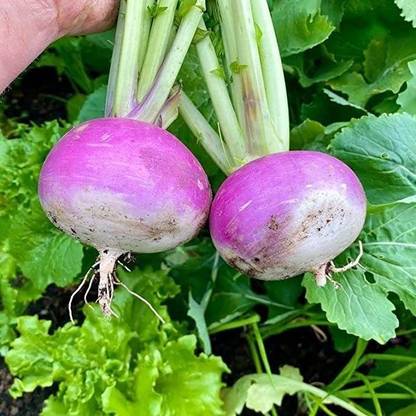 KANAYA Turnip Red Ball/ Shalgam Hybrid Seed Price in India - Buy KANAYA ...