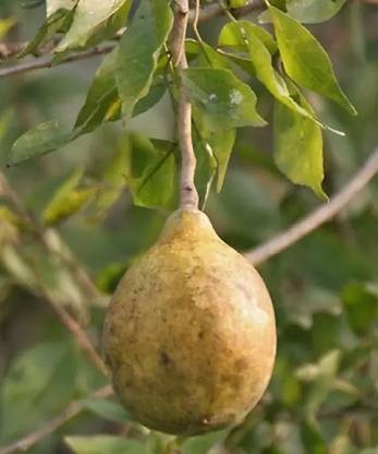 Chalisa Wood apple, Bel fruit, Kaitha, Katbel, Beal Fruit Seed Price in ...