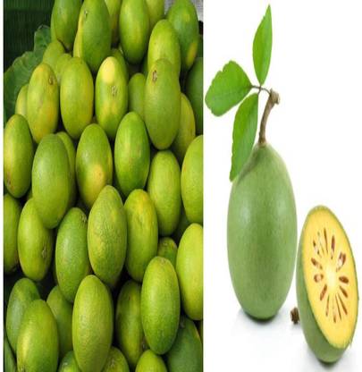 EKAKSHAR Grafted sweet malta/mosambi/mausami grafted fruit Plant 5 ...