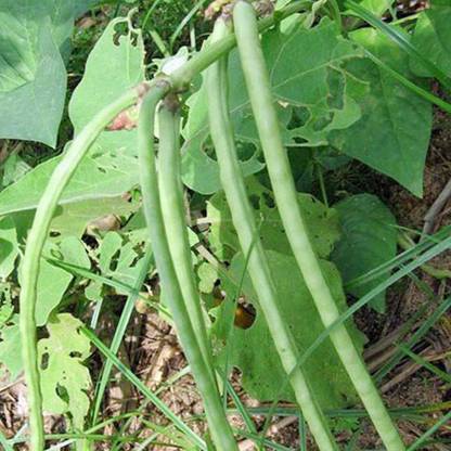 SREE Cowpea Seed,CP-60 Original Gardening Vegetable Seed, Organic ...