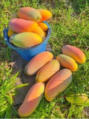 Alphonso mango seed Alphonso mango seed highest yield Verity 2 pc seeds ...