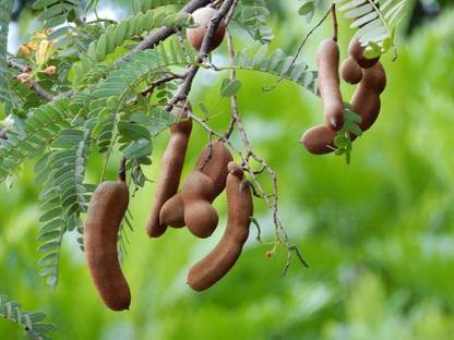 KANAYA IMLI KE BEEJ / TAMARIND SEEDS IMLEE KE BEEJ FOR Home Gardening ...