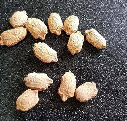 VibeX ® RXI-287 Hybrid Bitter Gourd Rushaan ( रुषन ) Seed Price in ...