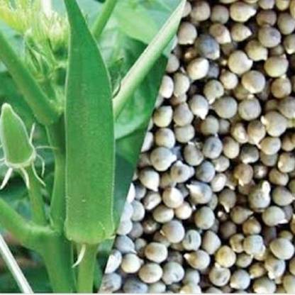 PMA ,Okra / Ladyfinger seed / Vindi Organic Seed, Vegetable Seed, Okra ...