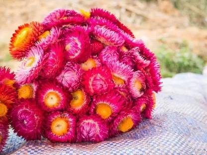 Aro Helichrysum Seed Price in India - Buy Aro Helichrysum Seed online ...