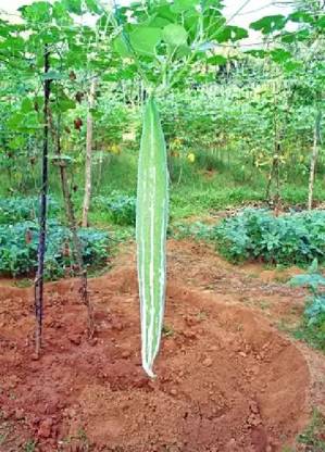 wequality Indian Snake gourd/chichinda vegetable seeds for home plant ...